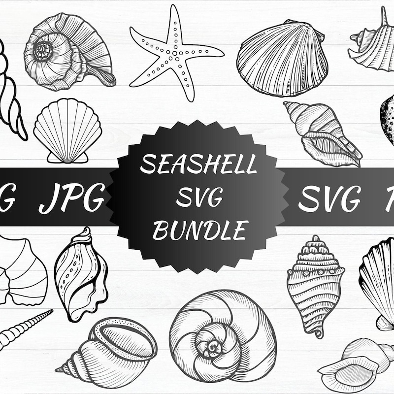 Seashells Svg - Etsy