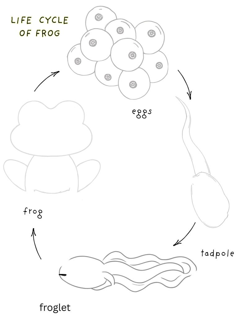 Frog Life Cycle Fingerprint Art | Preschool Science (printable) - Etsy