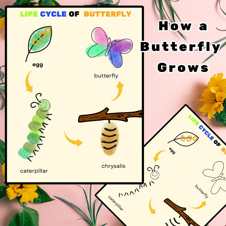 Butterfly Life Cycle ,preschool Printable, Science, Fingerprint Insect ...