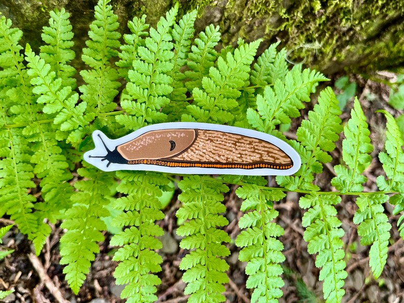 Brown Slug Vinyl Sticker: Pacific Northwest Mascot, Weatherproof - Etsy