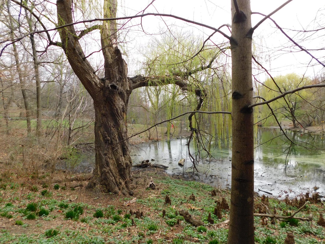 Weeping Willow, the Pool Aka the Pond, Central Park, Manhattan, New ...