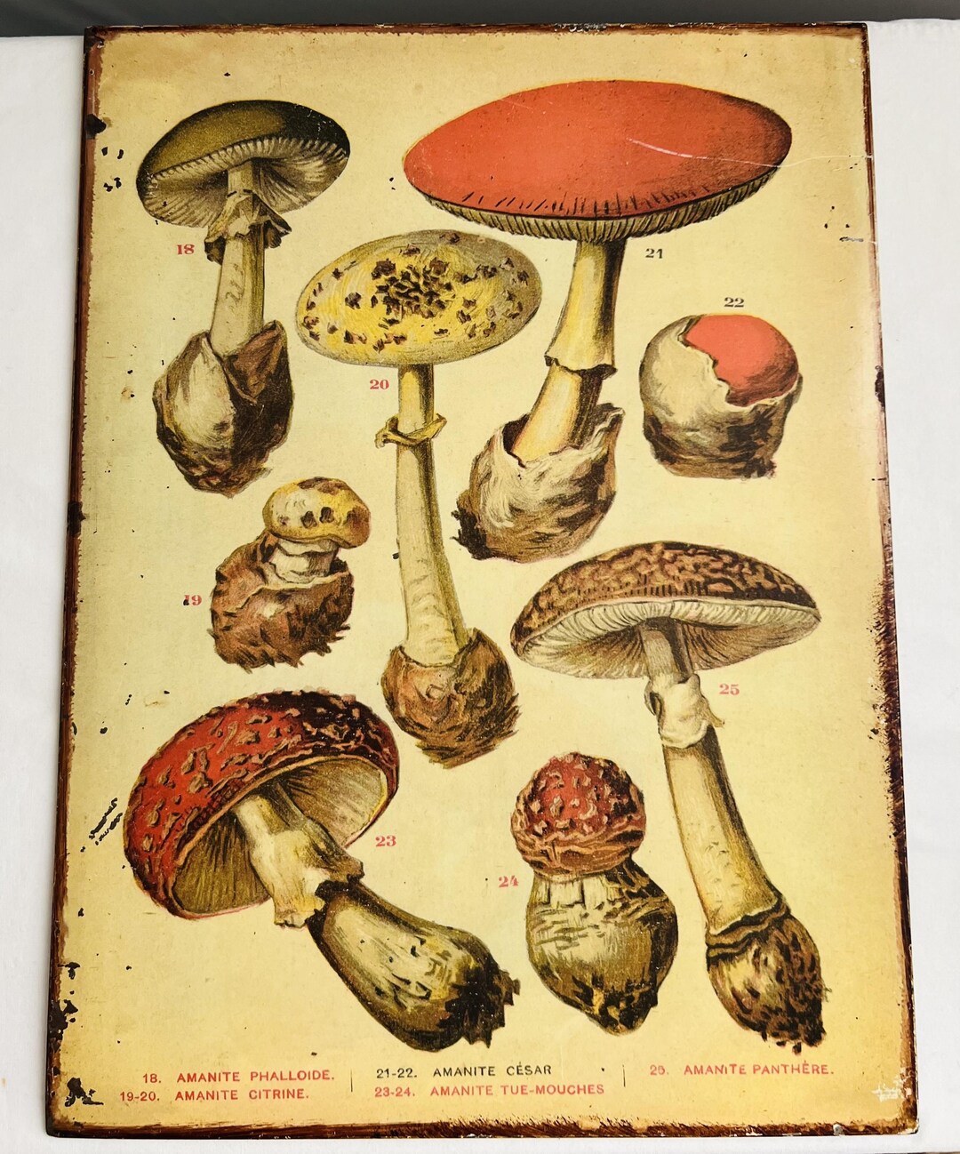 Vintage Mushroom Specimen Identification Metal Sign - Etsy