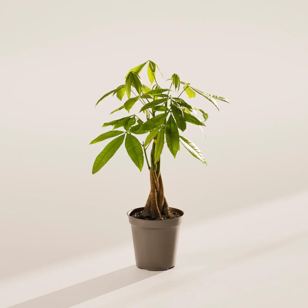 Money Tree 3 Inch Pot - Etsy Canada