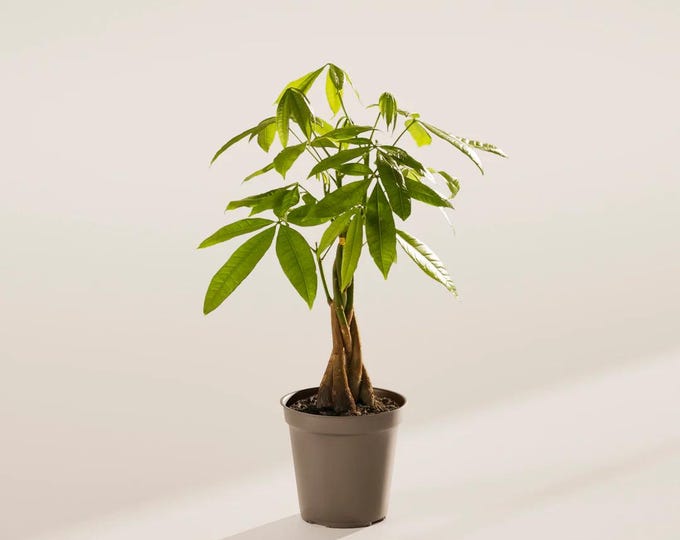 Money Tree 3 Inch Pot - Etsy Canada