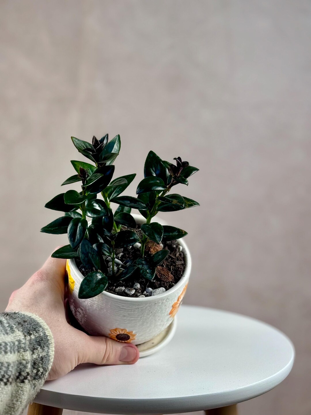 Goldfish Plant 3 Inch Ceramic Pot - Etsy