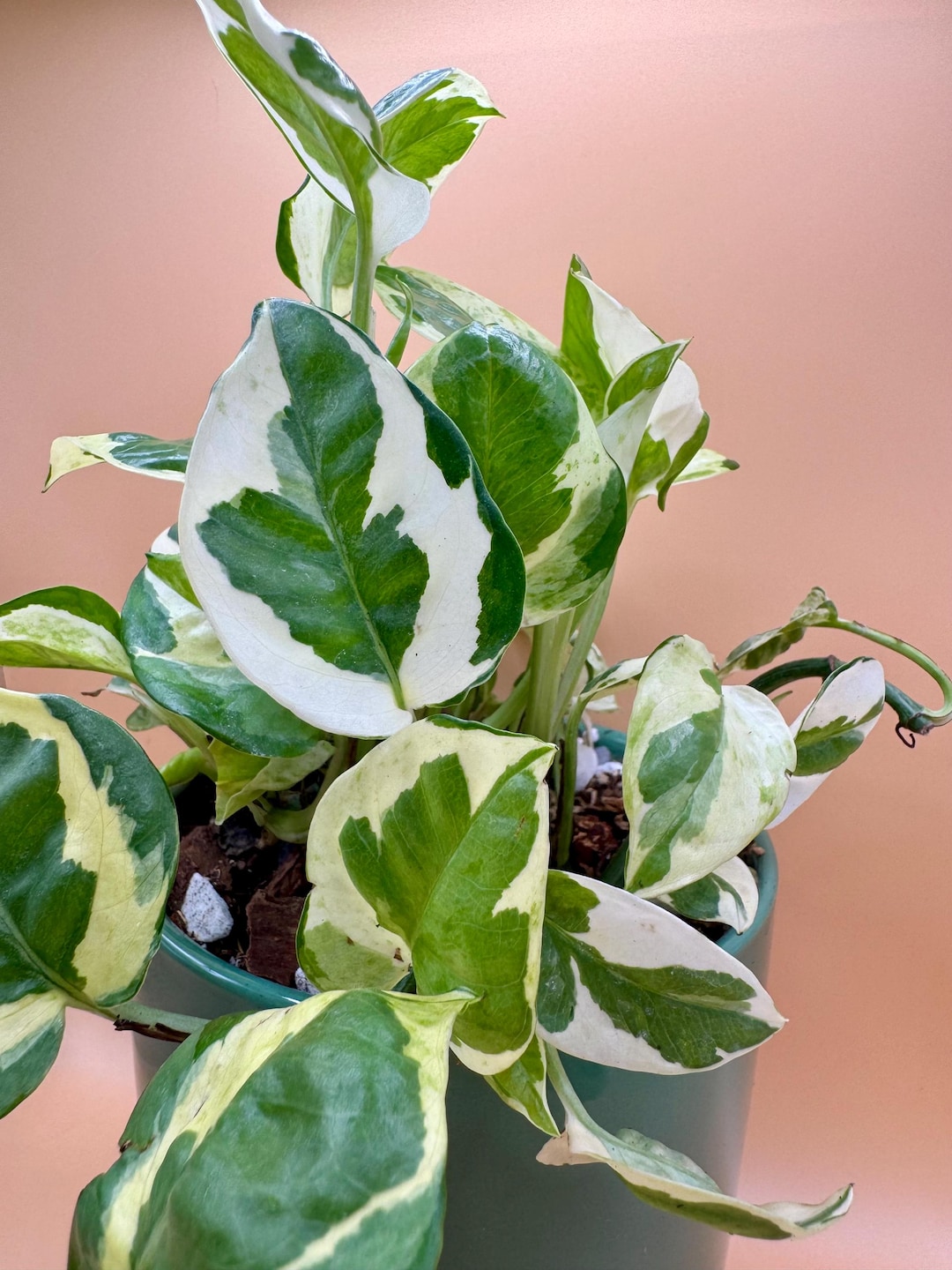 Mutant Manjula Pothos – 6” Pot - Etsy