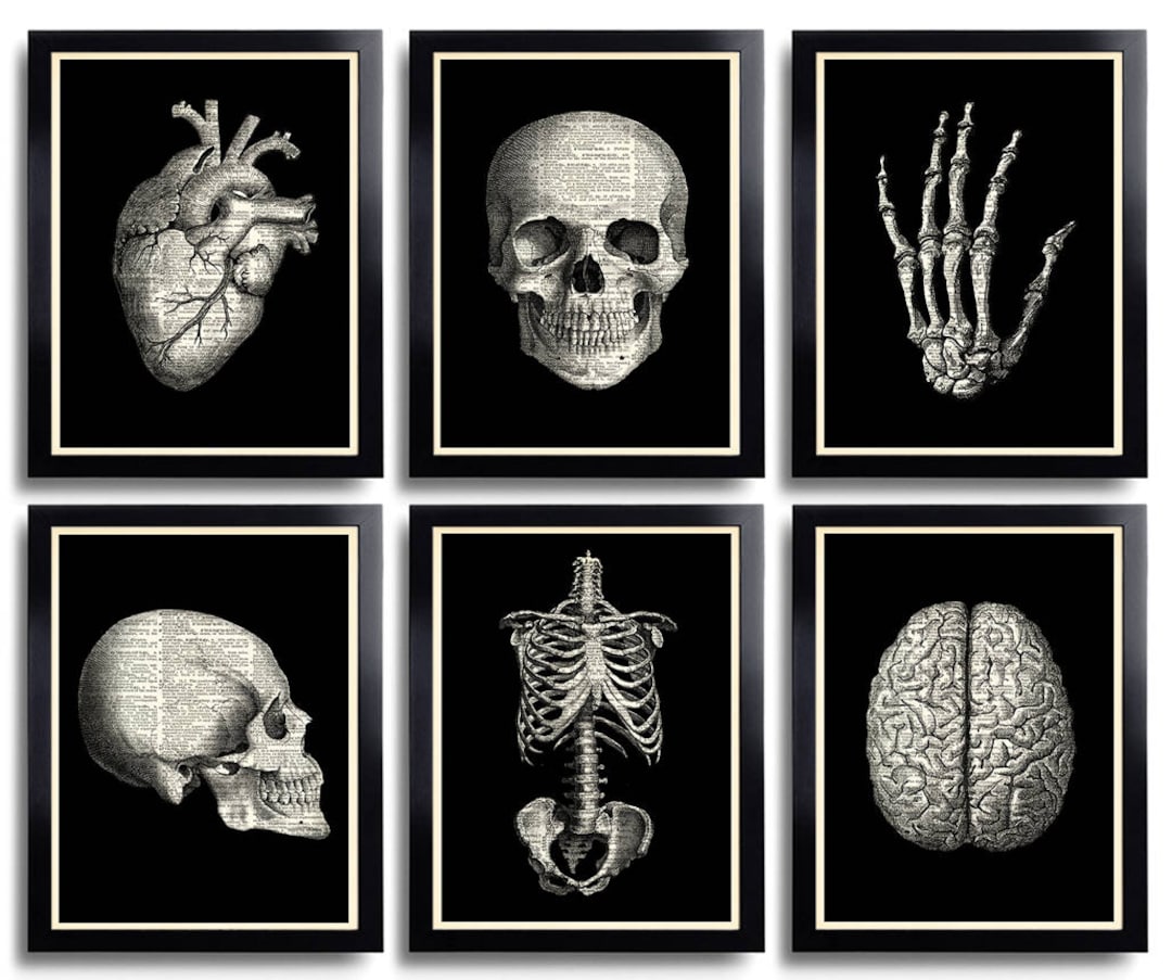 Anatomical Poster Set Anatomy Print Set of 6 Medical Wall Art - Etsy