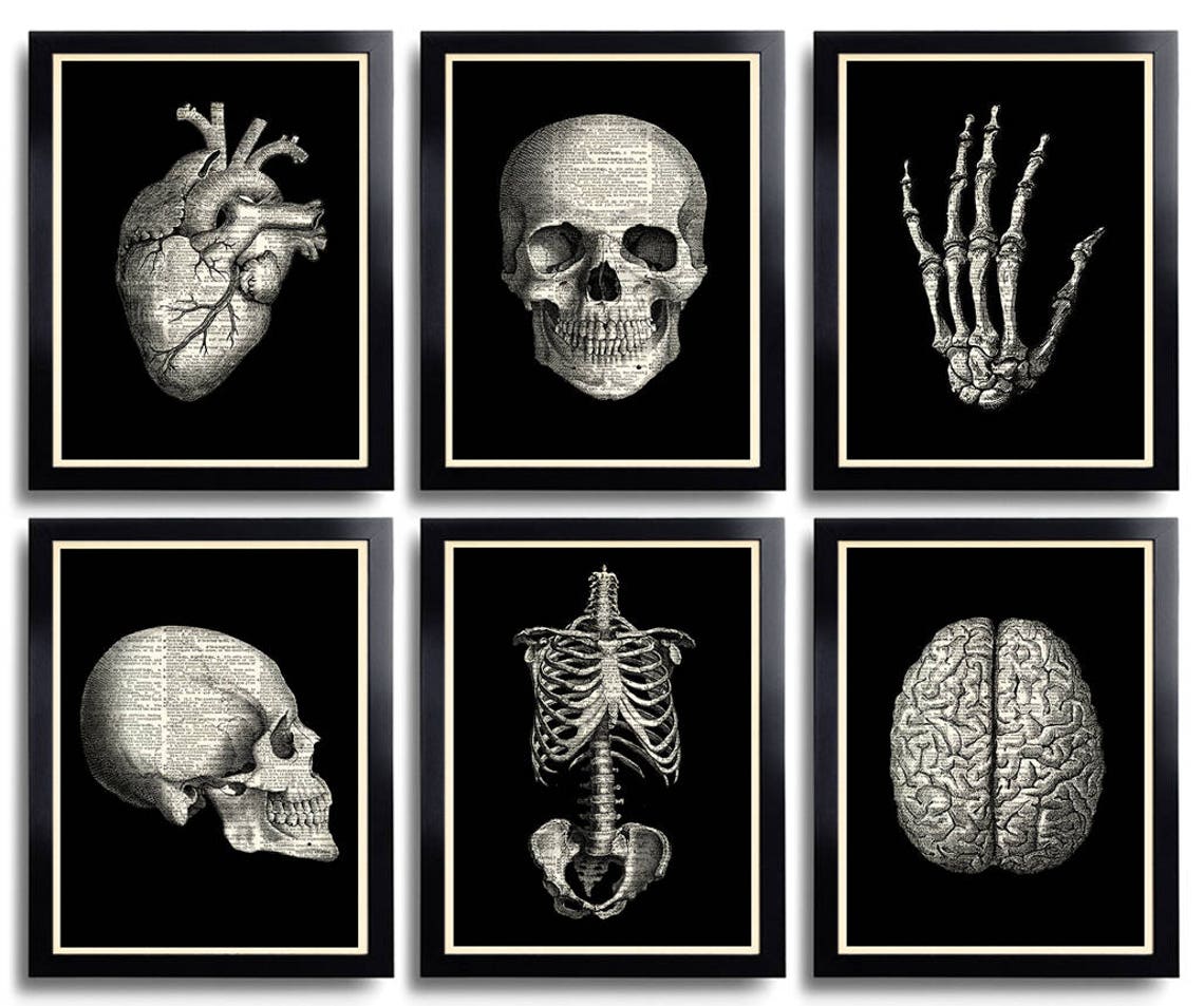 Anatomical Poster Set Anatomy Print Set of 6 Medical Wall Art | Etsy