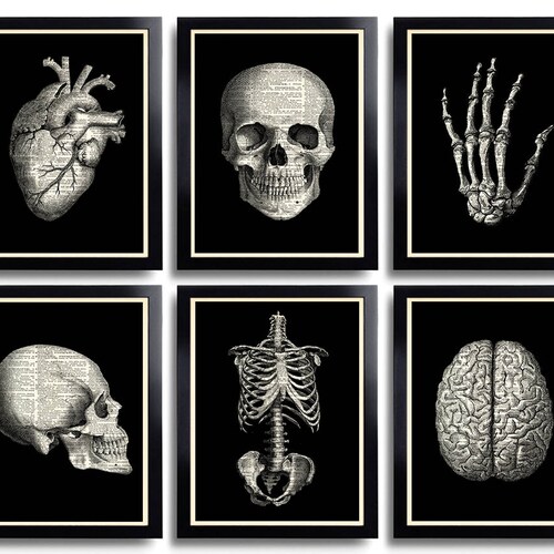 Anatomical Poster Set Anatomy Print Set of 6 Medical Wall Art - Etsy