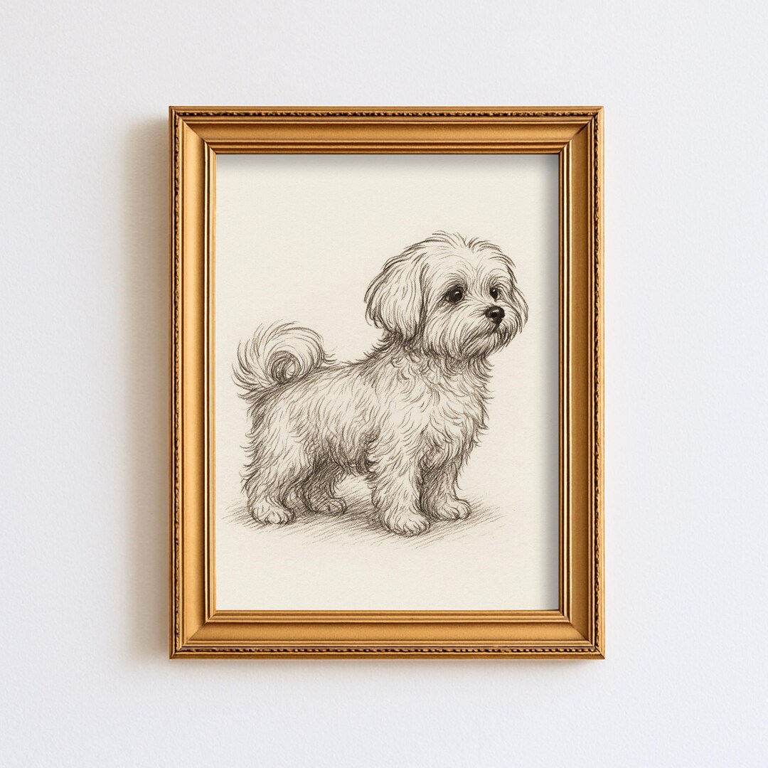 Vintage Maltese Dog Sketch Drawing Pet Minimal Line Wall Art ...