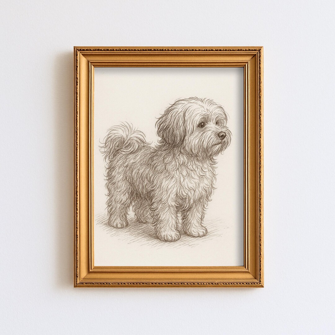 Vintage Havanese Dog Sketch Drawing Pet Minimal Line Wall Art ...