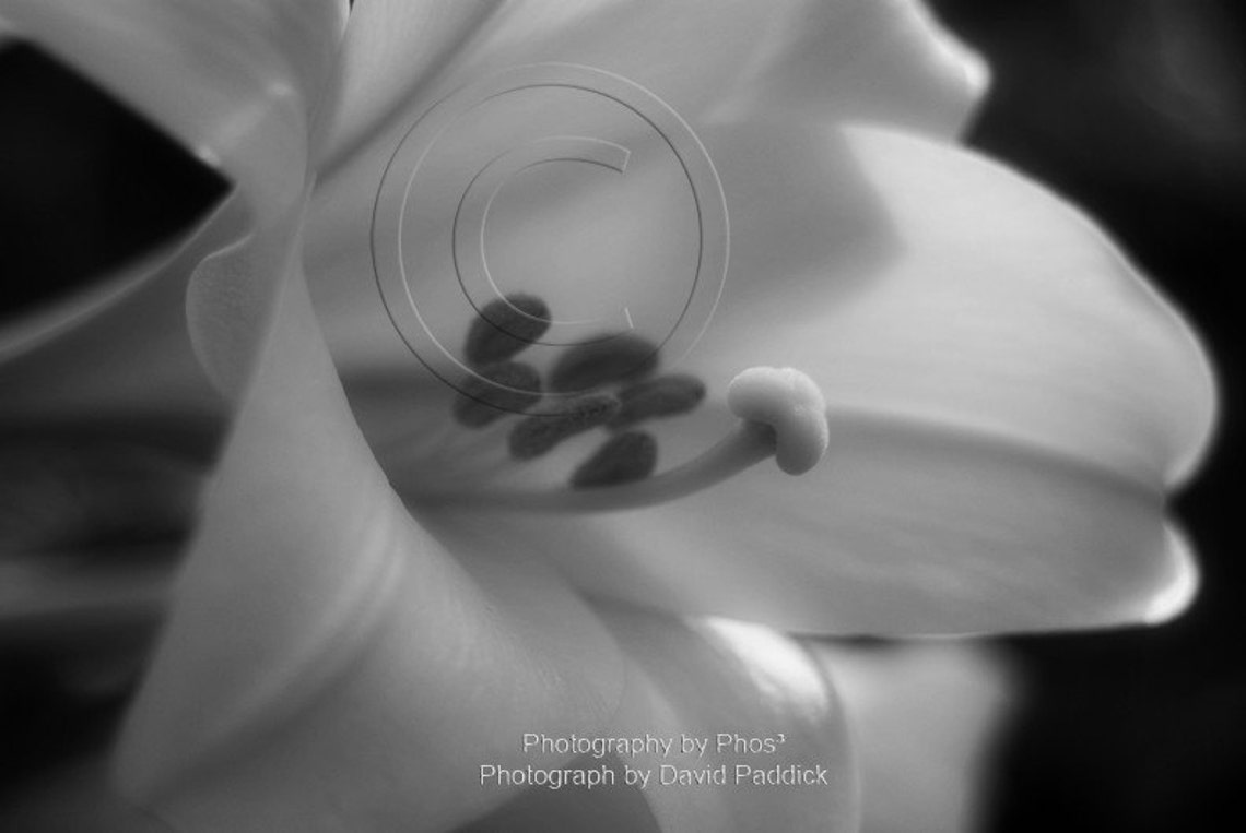 Moonflower Fine Art Photograph - Etsy