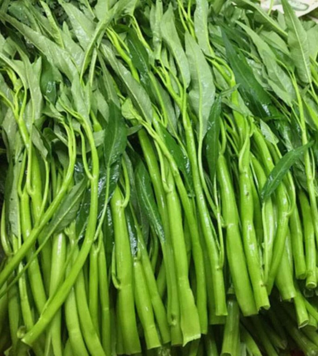 50+ Thai Water Spinach Seeds Ong Choy Kangkong Kong Xin Cai Garden ...