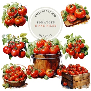 Watercolor Tomatoes Clipart Food PNG Files Vegetable Clip Art Tomatoes ...