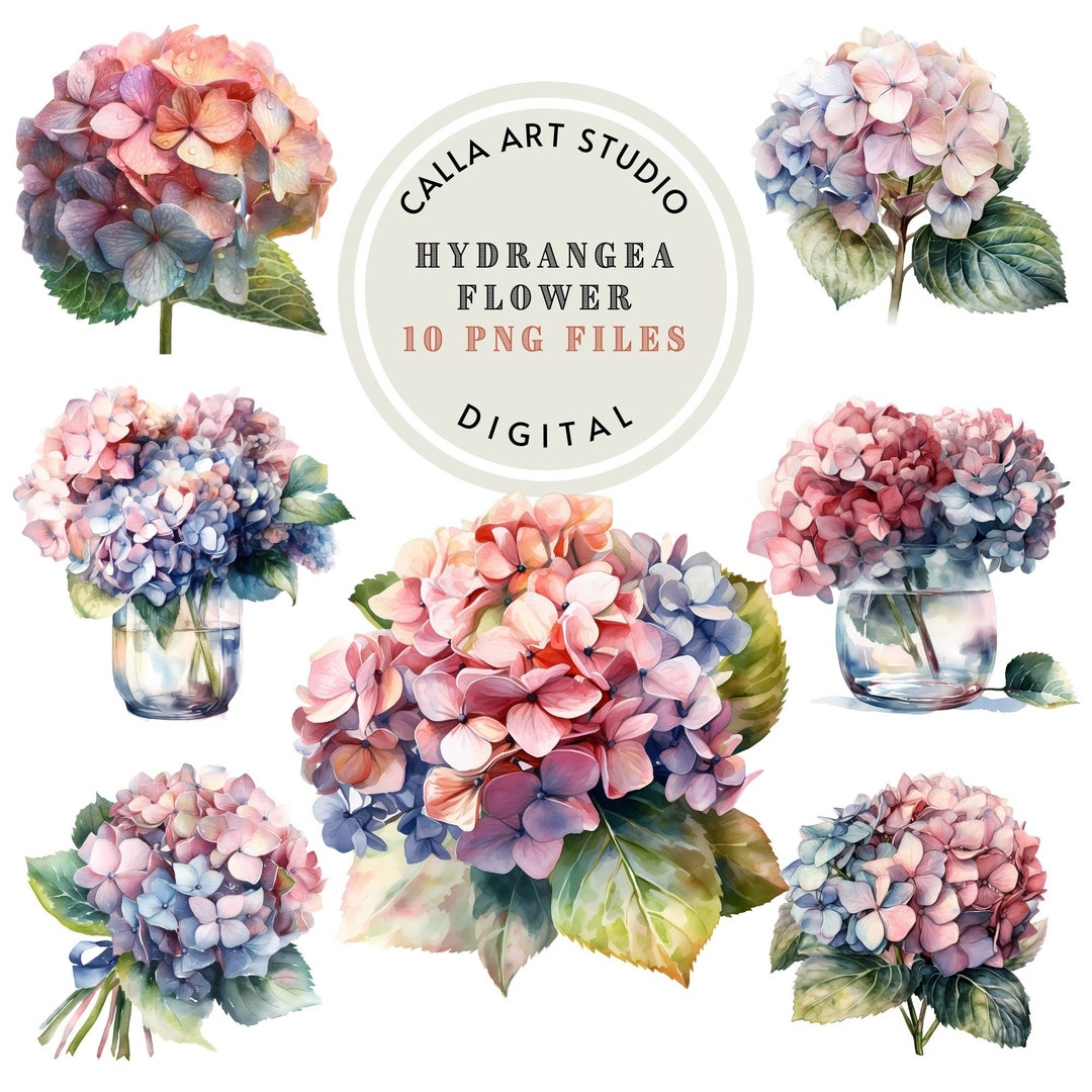 Hydrangea Flowers Clipart Bundle Floral Clipart Watercolor Botanical ...