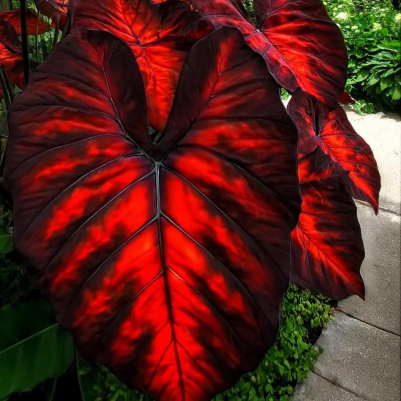 Black and Red Hosta Plants - Etsy