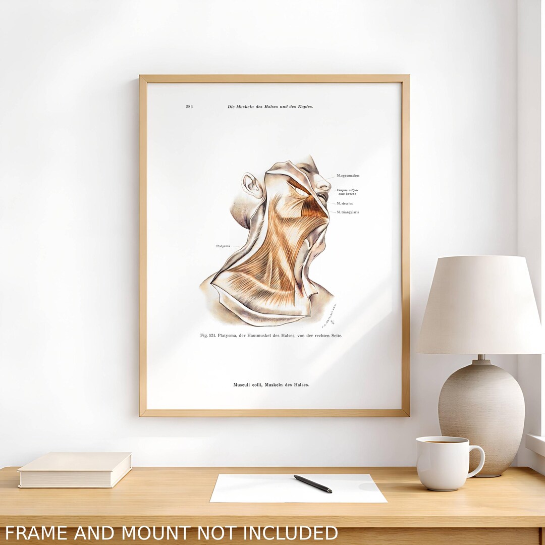 Historical German Neck Muscle Chart, Head Anatomy Poster, Medical Atlas ...