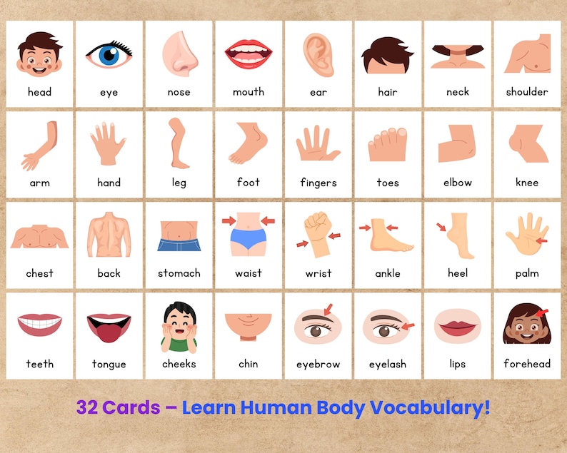 Body Parts Flashcards for Kids – 32 Cards | Learn Human Body Vocabulary ...