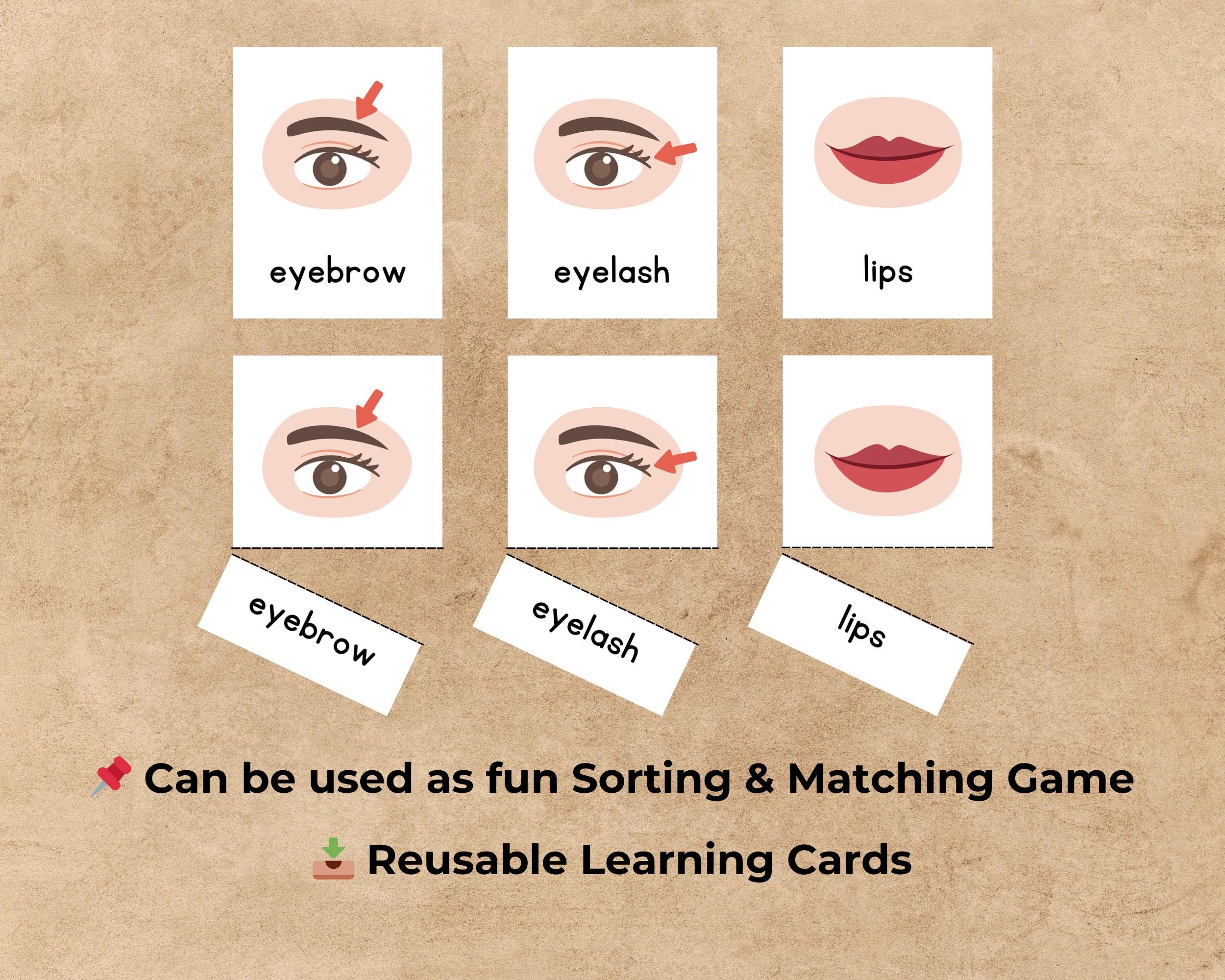 Body Parts Flashcards for Kids – 32 Cards | Learn Human Body Vocabulary ...