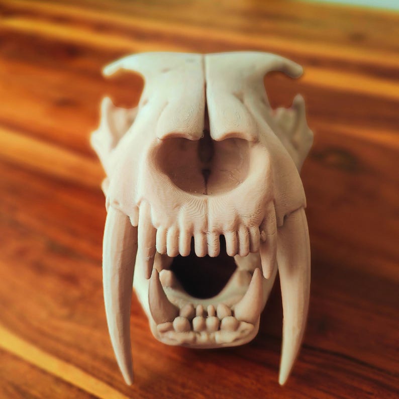 Replica Sabre Tooth Tiger Skull – Smilodon Fossil Model, Realistic ...