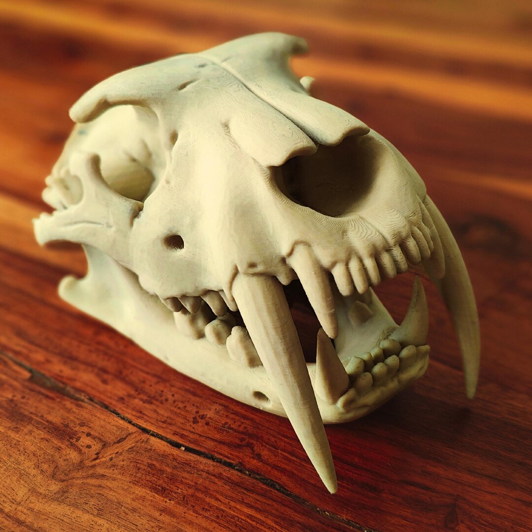 Replica Sabre Tooth Tiger Skull – Smilodon Fossil Model, Realistic ...