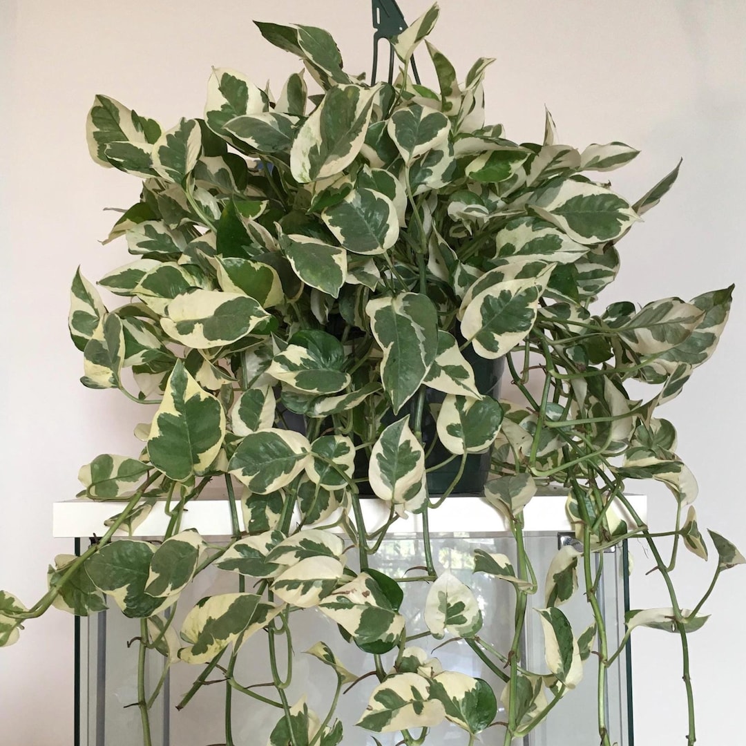 RARE Pearls N’ Jade Pothos, Plant Cutting, Starter, Live, Clipping ...