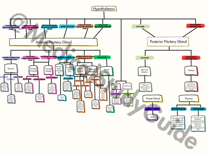 Hormone Production Flowchart | Endocrine System Study Guide | Color ...