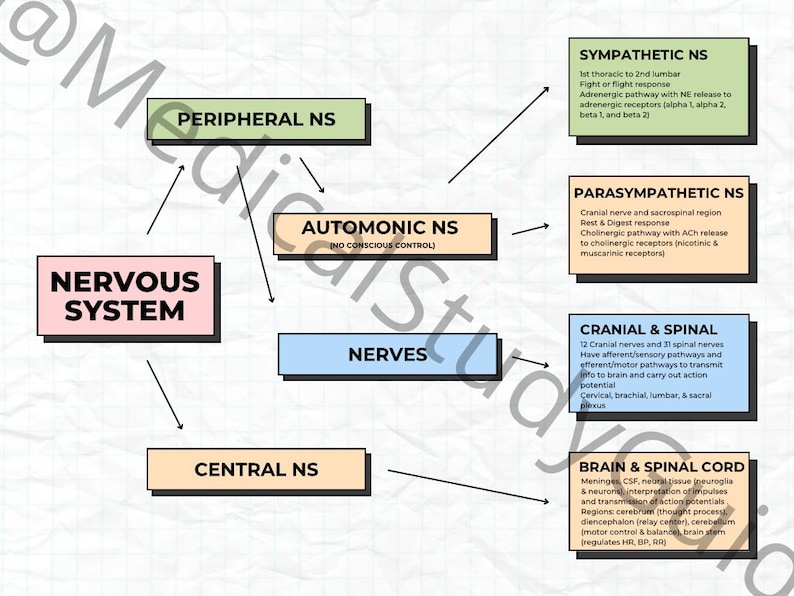Nervous System Flowchart Cns Vs Pns Breakdown Nursing Anatomy