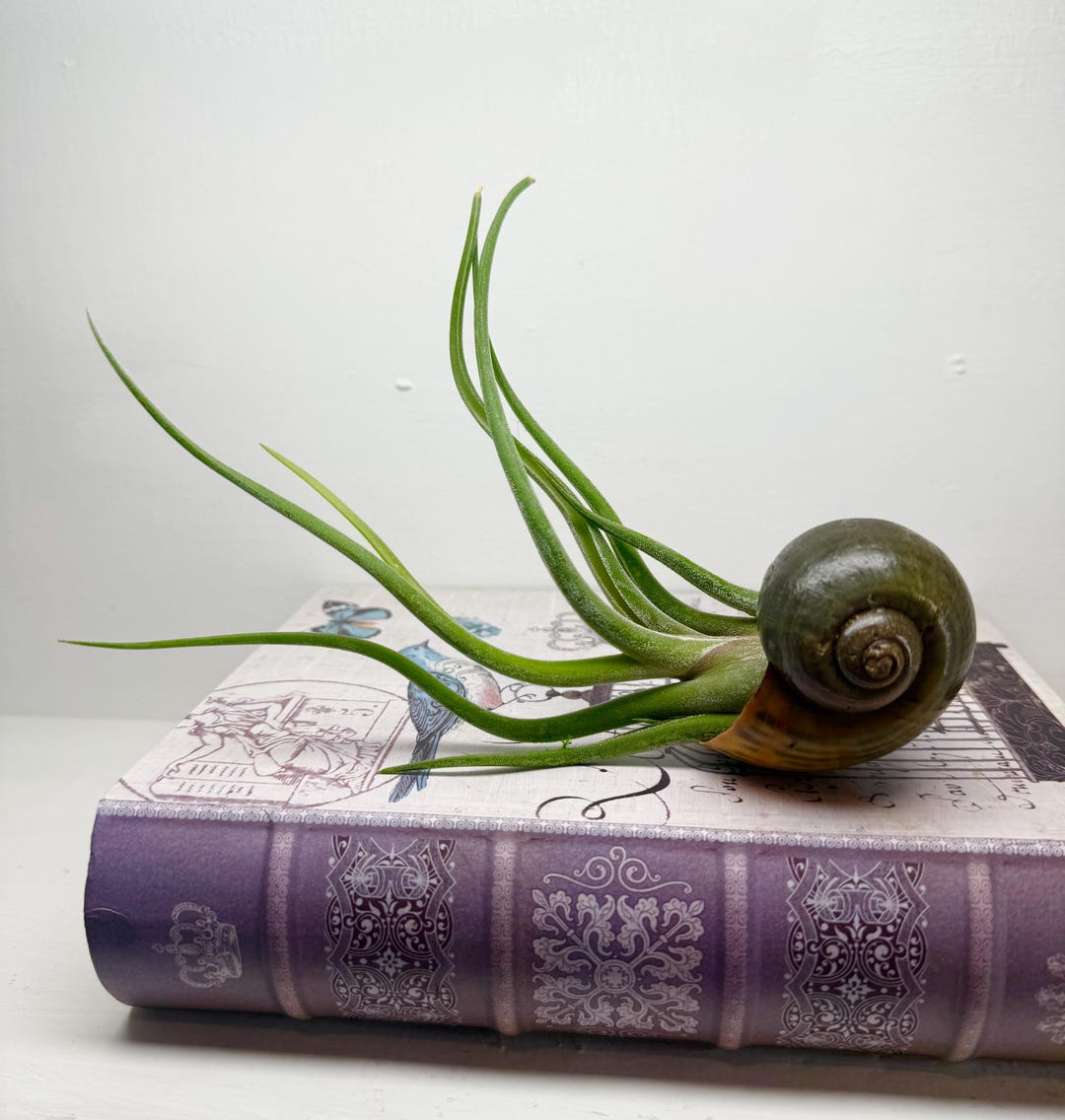 Air Plant Growing in Florida Apple Snail Shell. - Etsy