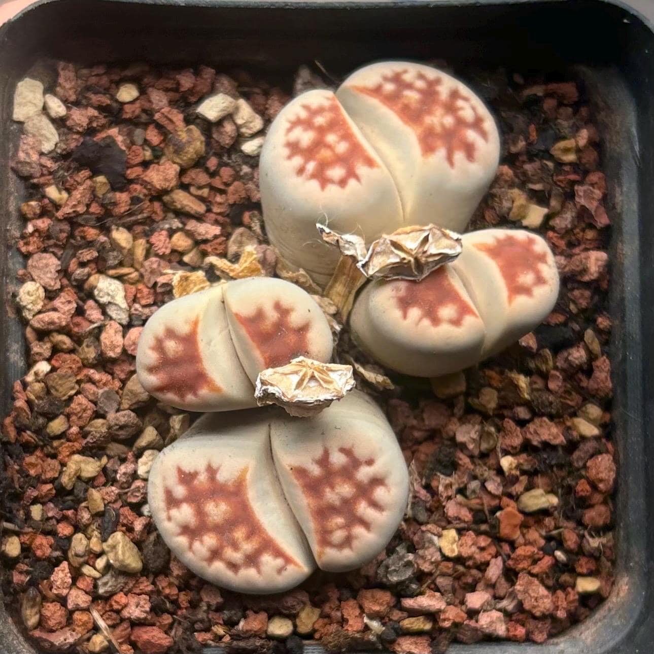 In Pot Rare Large 4 Heads Lithops With Seedpod! Lithops Karasmontana V ...