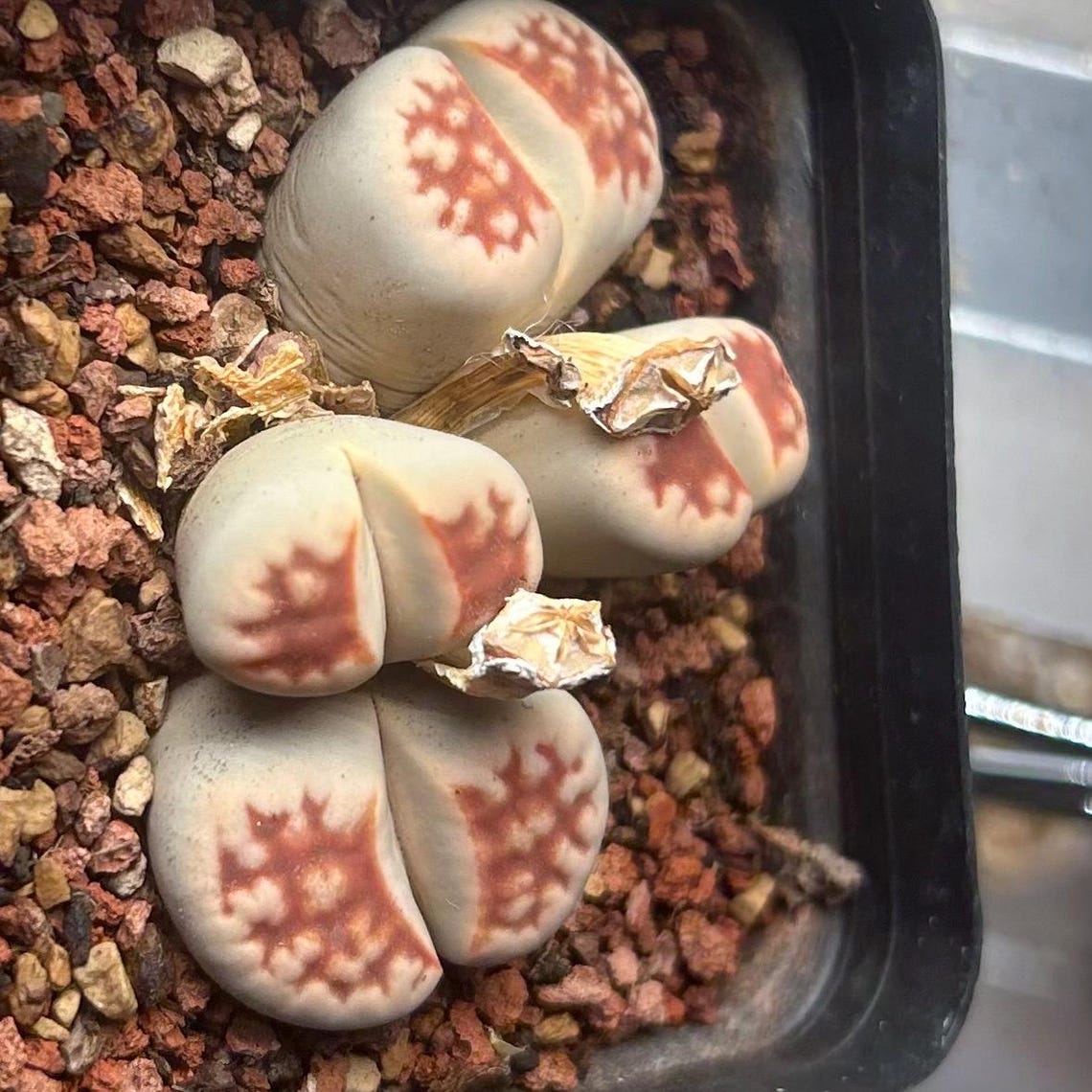 In Pot Rare Large 4 Heads Lithops With Seedpod! Lithops Karasmontana V ...