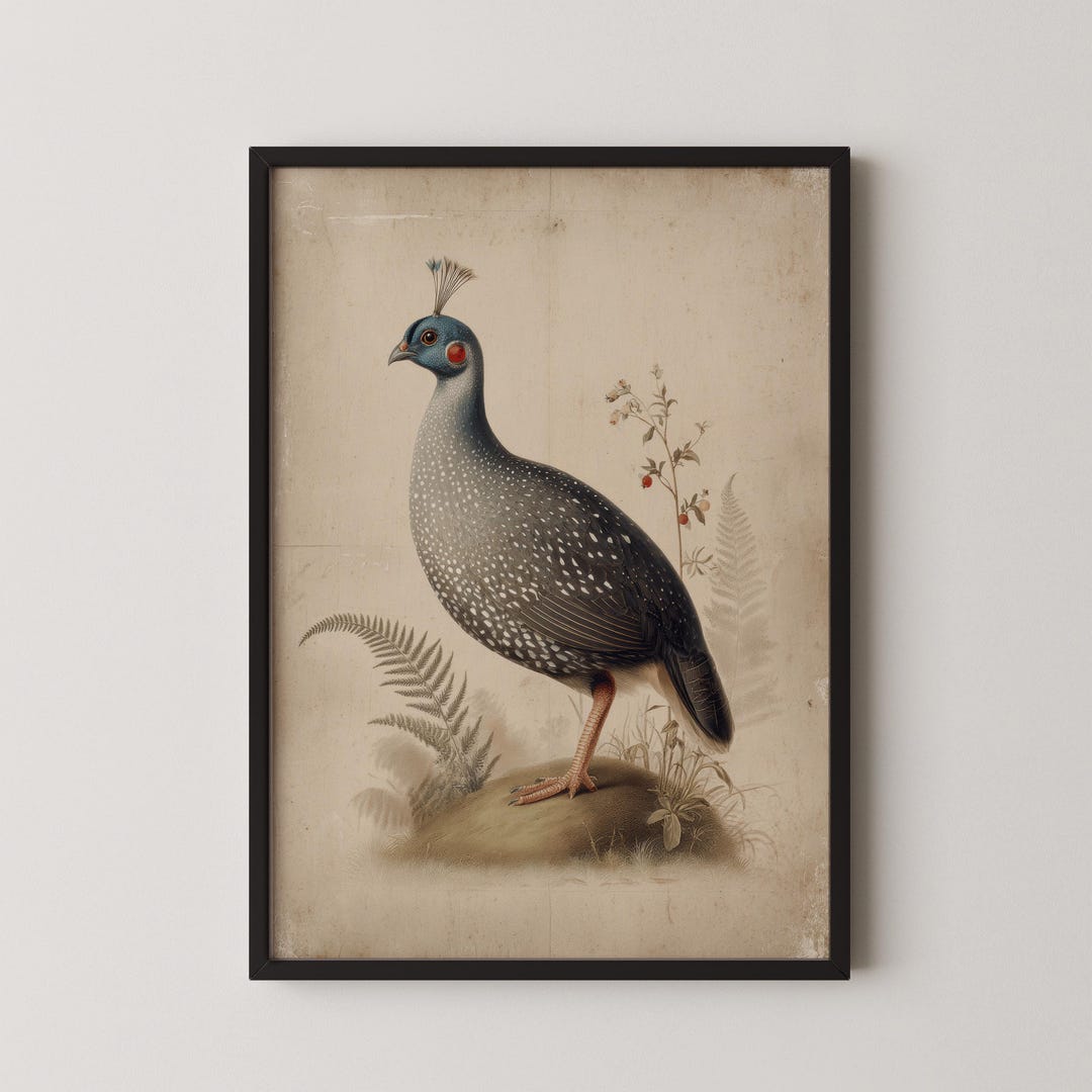 Vintage Guinea Fowl Gamebird Print Digital Download for Hunting Lodge ...