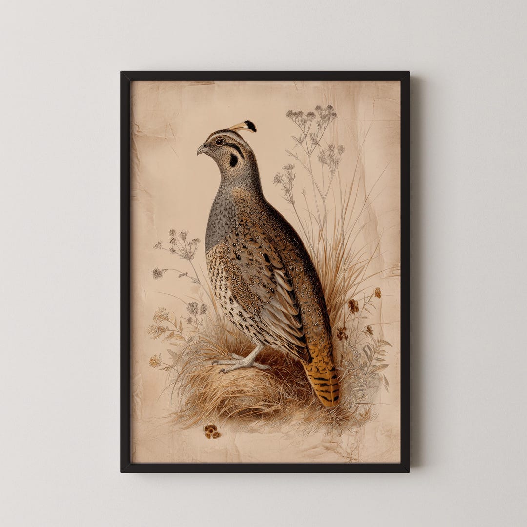 Vintage Quail Gamebird Illustration Digital Print - Etsy