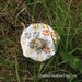 Primitive Puppy Paws With Antler Base Yo-yo Christmas Tree - Etsy