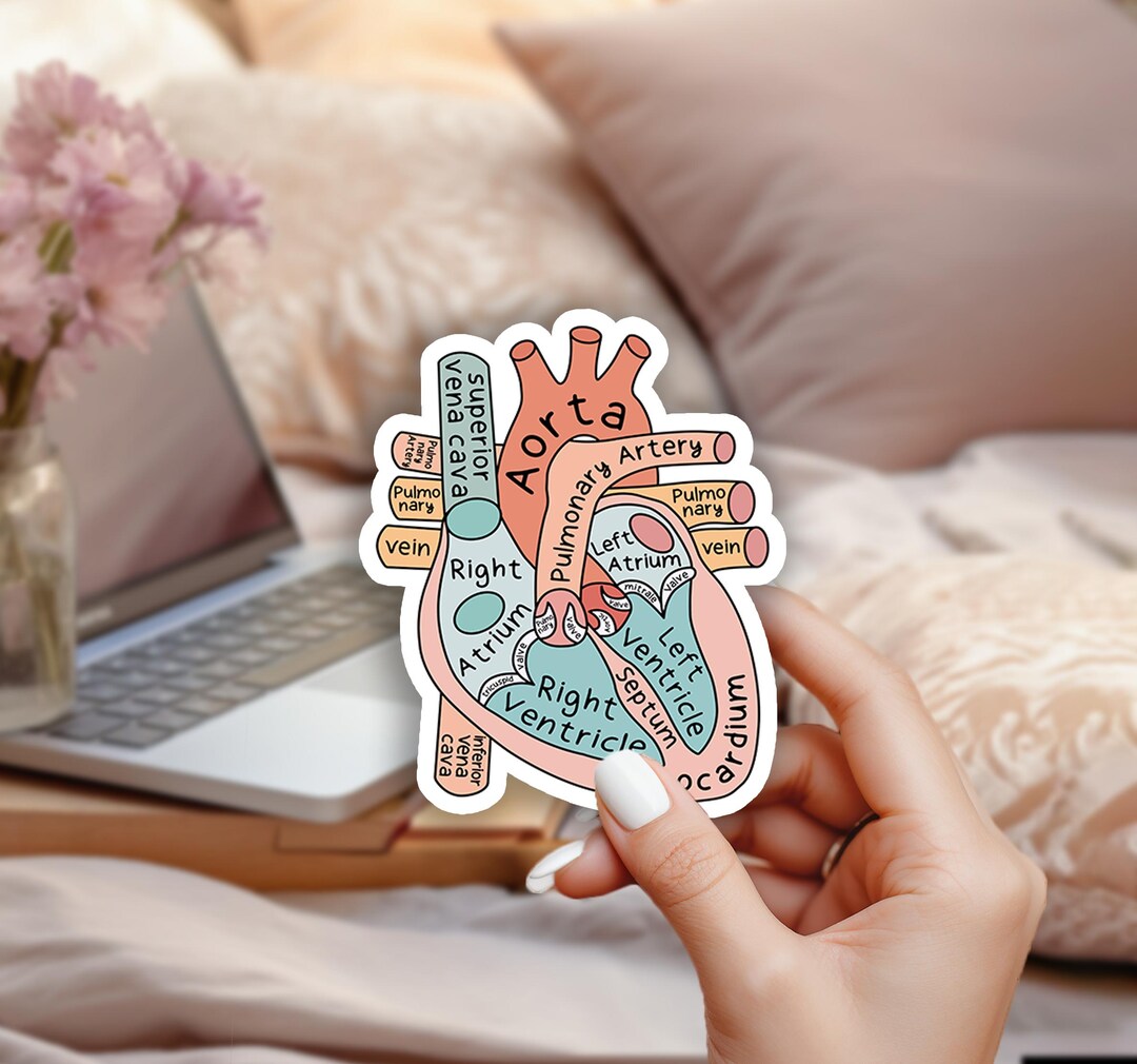 Anatomical Heart Sticker, Heart Anatomy, Cardiac ICU Nurse Gift - Etsy