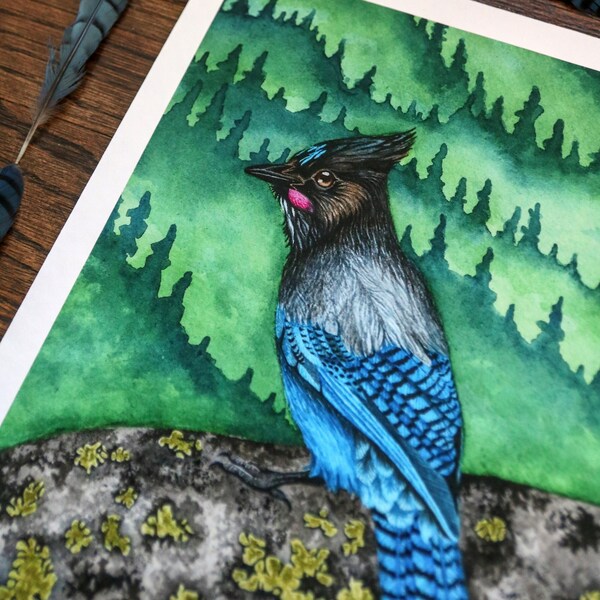 Stellar Jay - Etsy