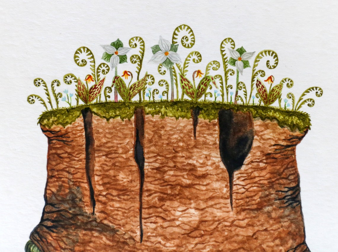 Hibernating Snapping Turtle Fine Art Print Watercolor - Etsy