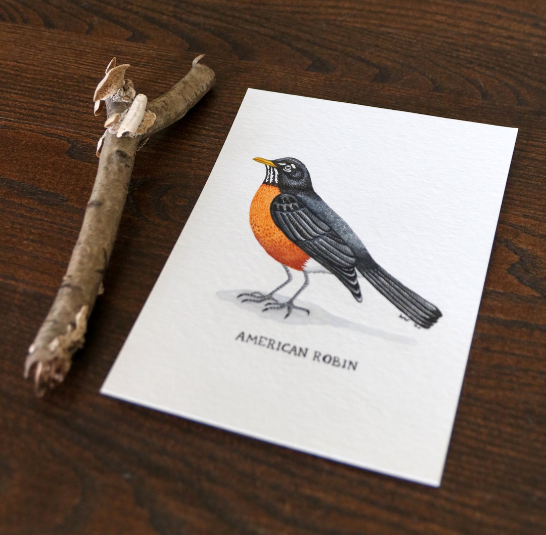 American Robin Watercolor Painting Birds of the Air Original Painting ...