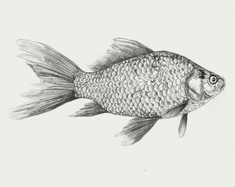 Drawing of fish | Etsy
