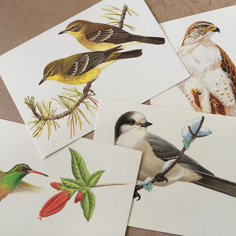 Bird Postcards - Etsy