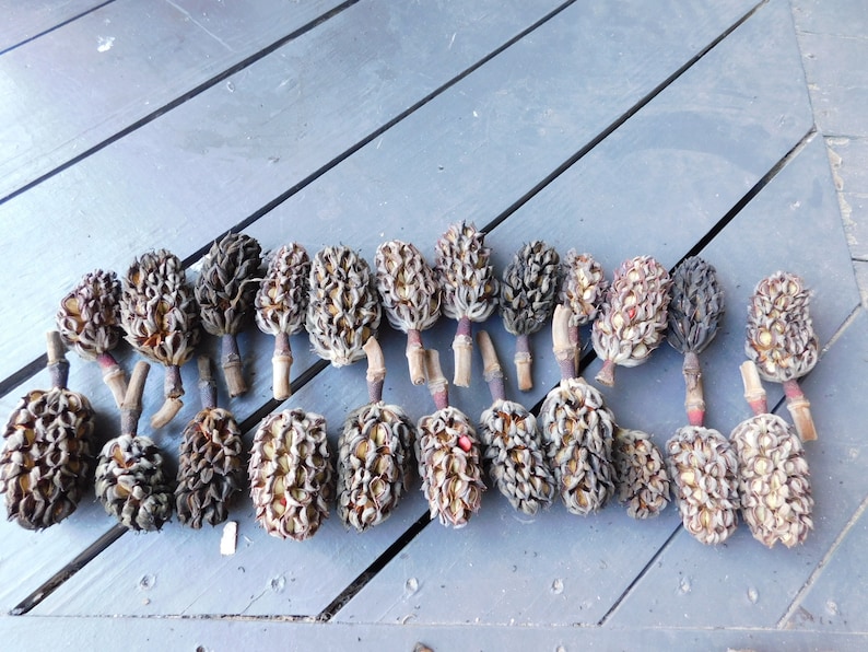 Magnolia Tree Bulbs Seed Pods for Crafting Christmas Ornaments - Etsy