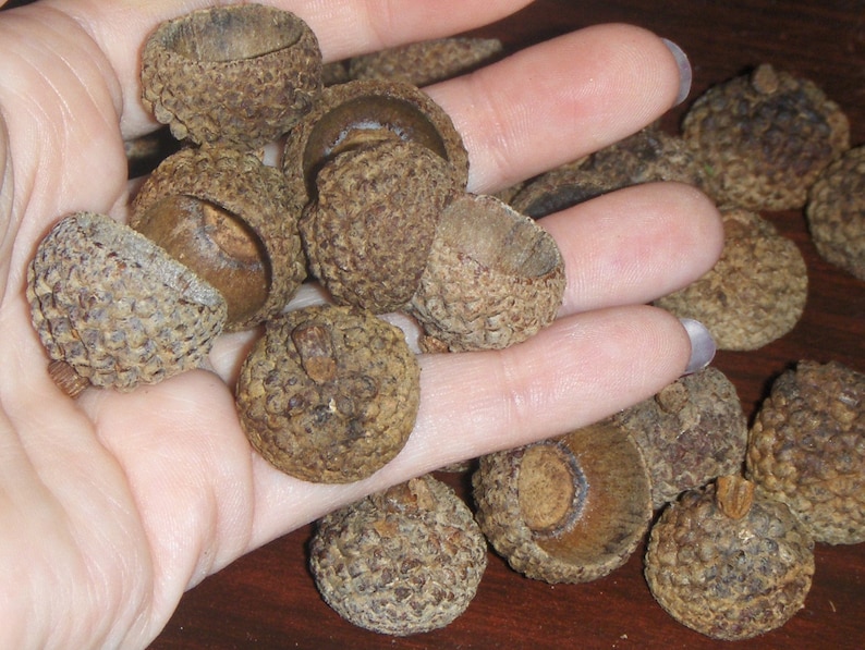 White Oak Natural Earth Acorn Caps, 50 Tops for Crafts or Felted ...