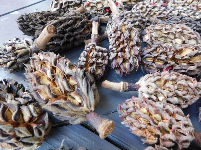 Magnolia Tree Bulbs Seed Pods for Crafting Christmas Ornaments - Etsy