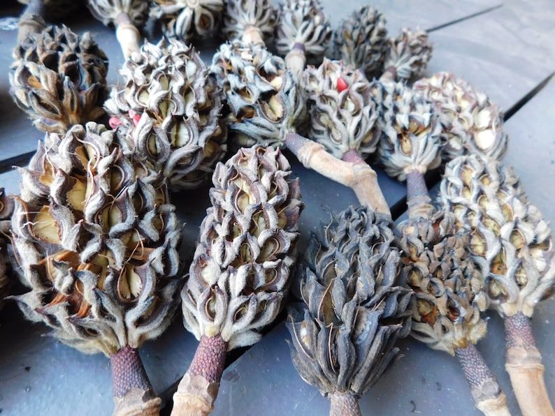 Magnolia Tree Bulbs Seed Pods for Crafting Christmas Ornaments - Etsy