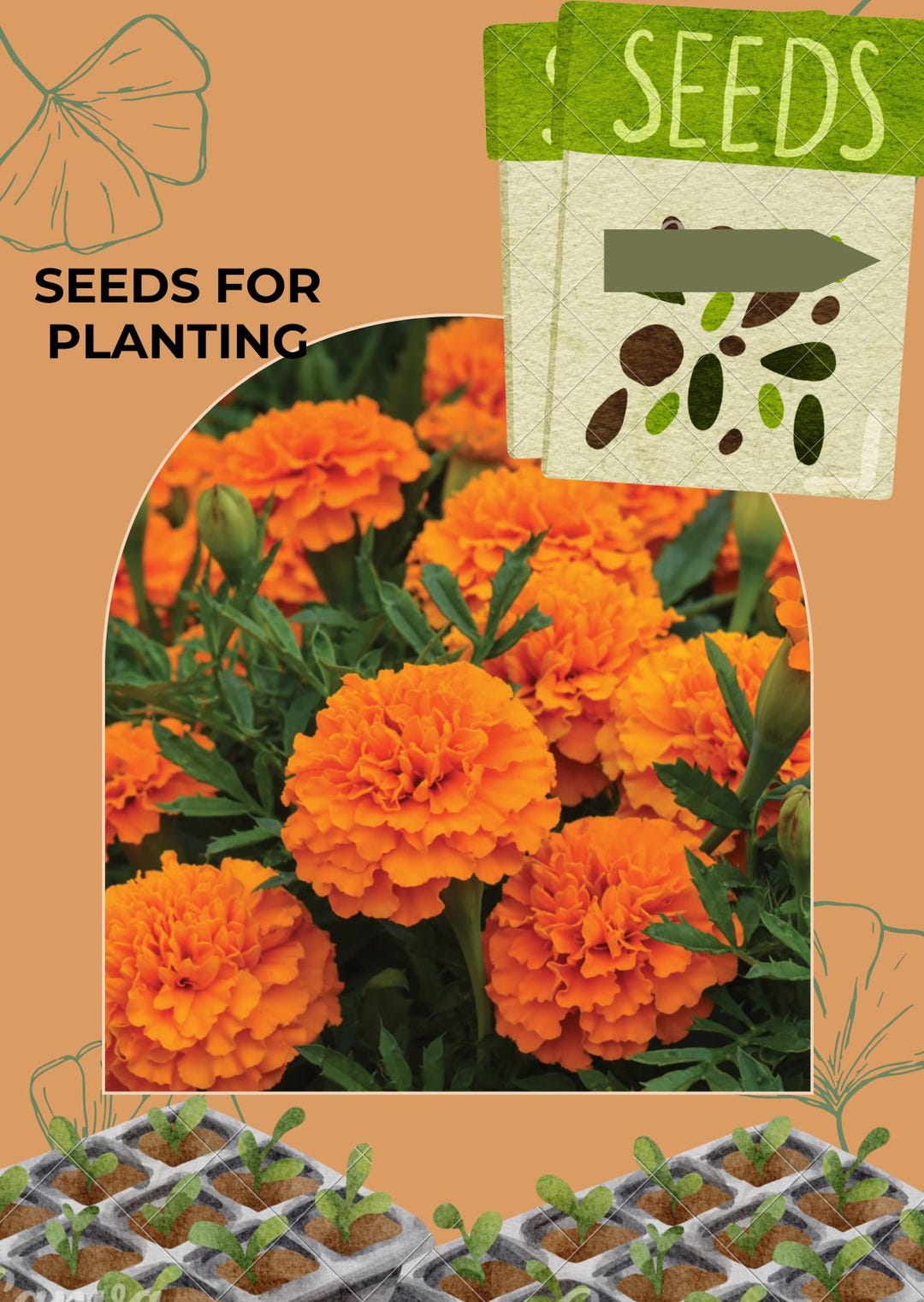 Marigold Seeds - French Boy Orange Annual Seed, Tagetes (50 Seeds ...