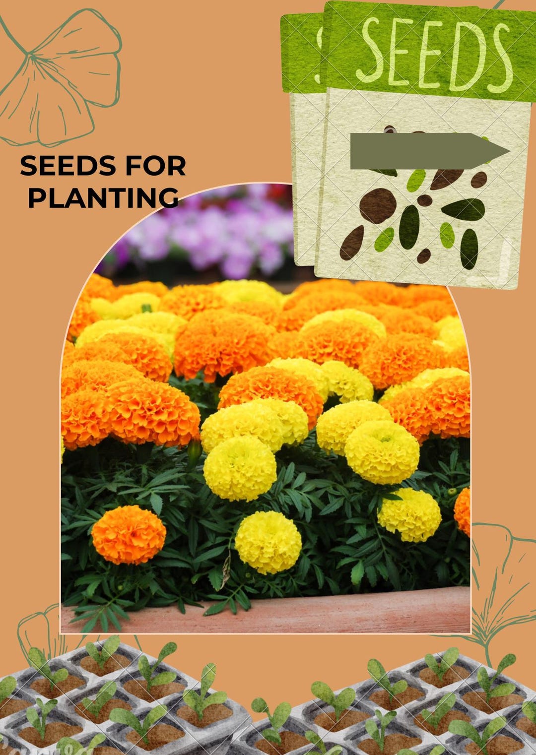 Marigold Seeds - African Lady Mix Annual Seed, Tagetes (25 Seeds ...