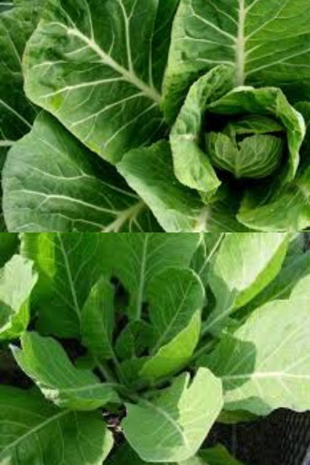 Collards Vates Vegetable Seeds, Collard Greens (100 Seeds), Seeds for ...