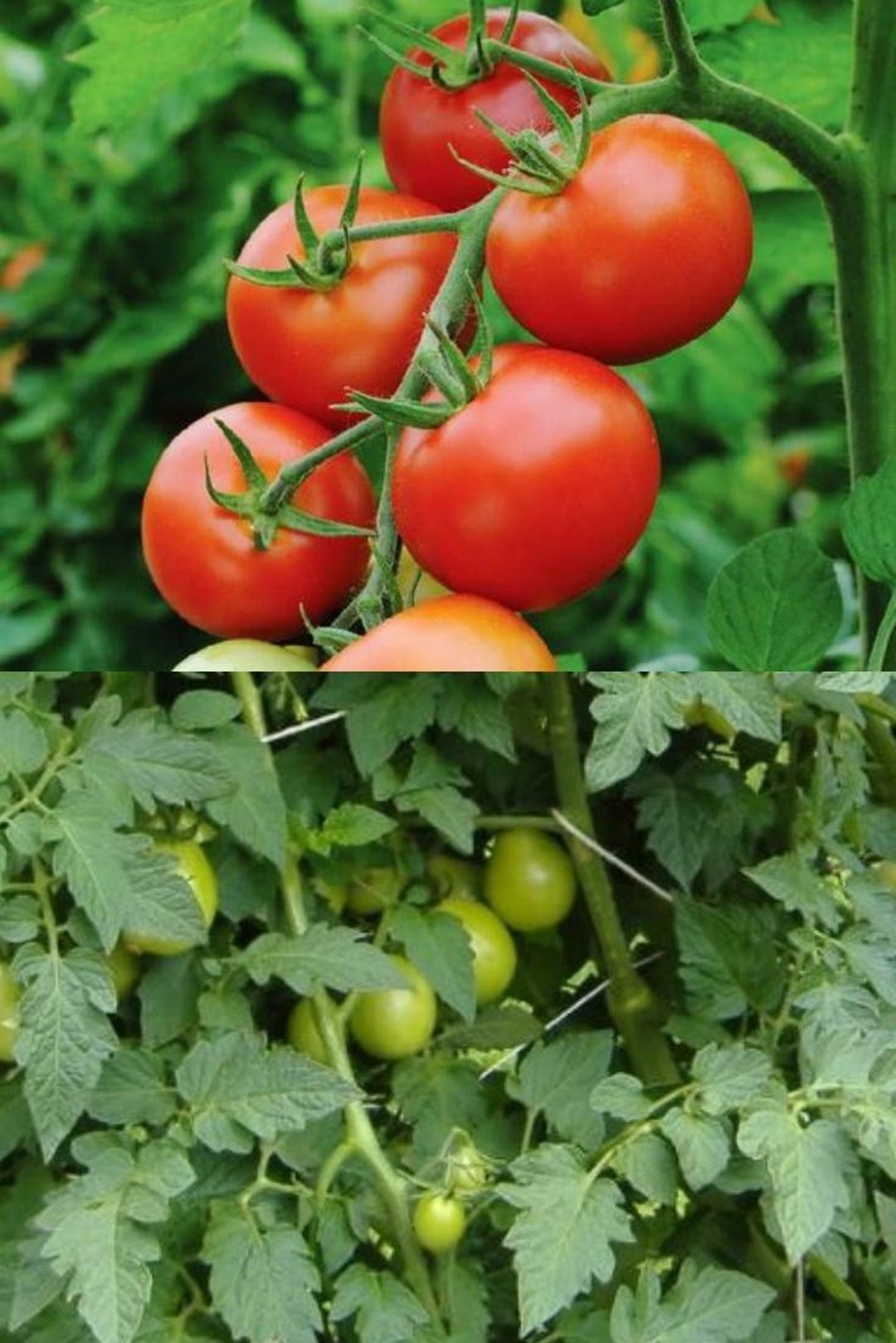 Early Cascade Tomato Seeds, Tomato (25 Seeds), Seeds for Planting - Etsy