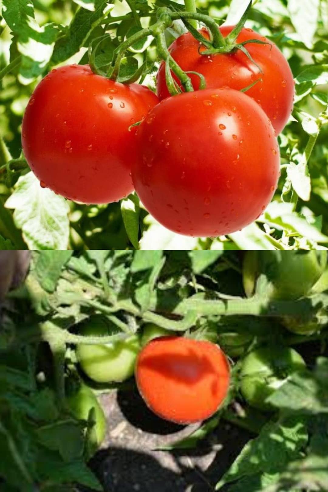 First Lady Ii Tomato Seeds Tomato 25 Seeds Seeds For Planting Etsy