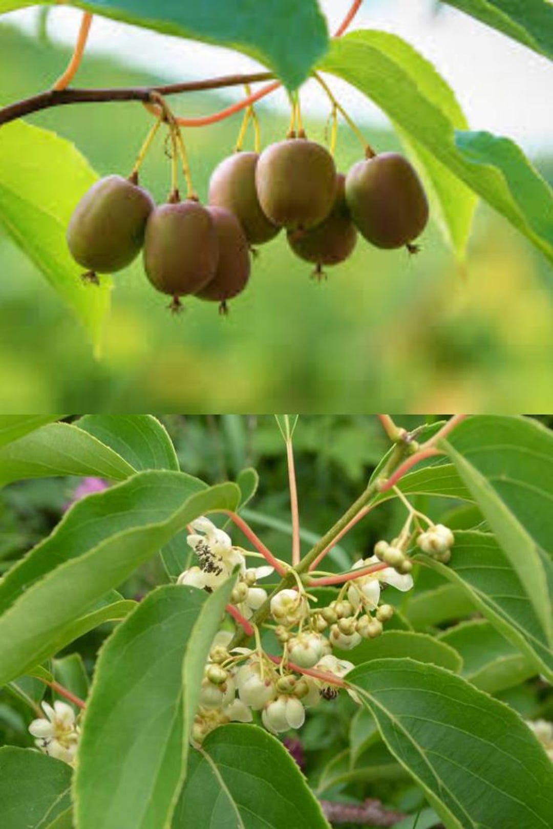Actinidia Arguta Seeds, Bower Actinidia, Hardy Kiwi, Kiwi Berry, Tara ...
